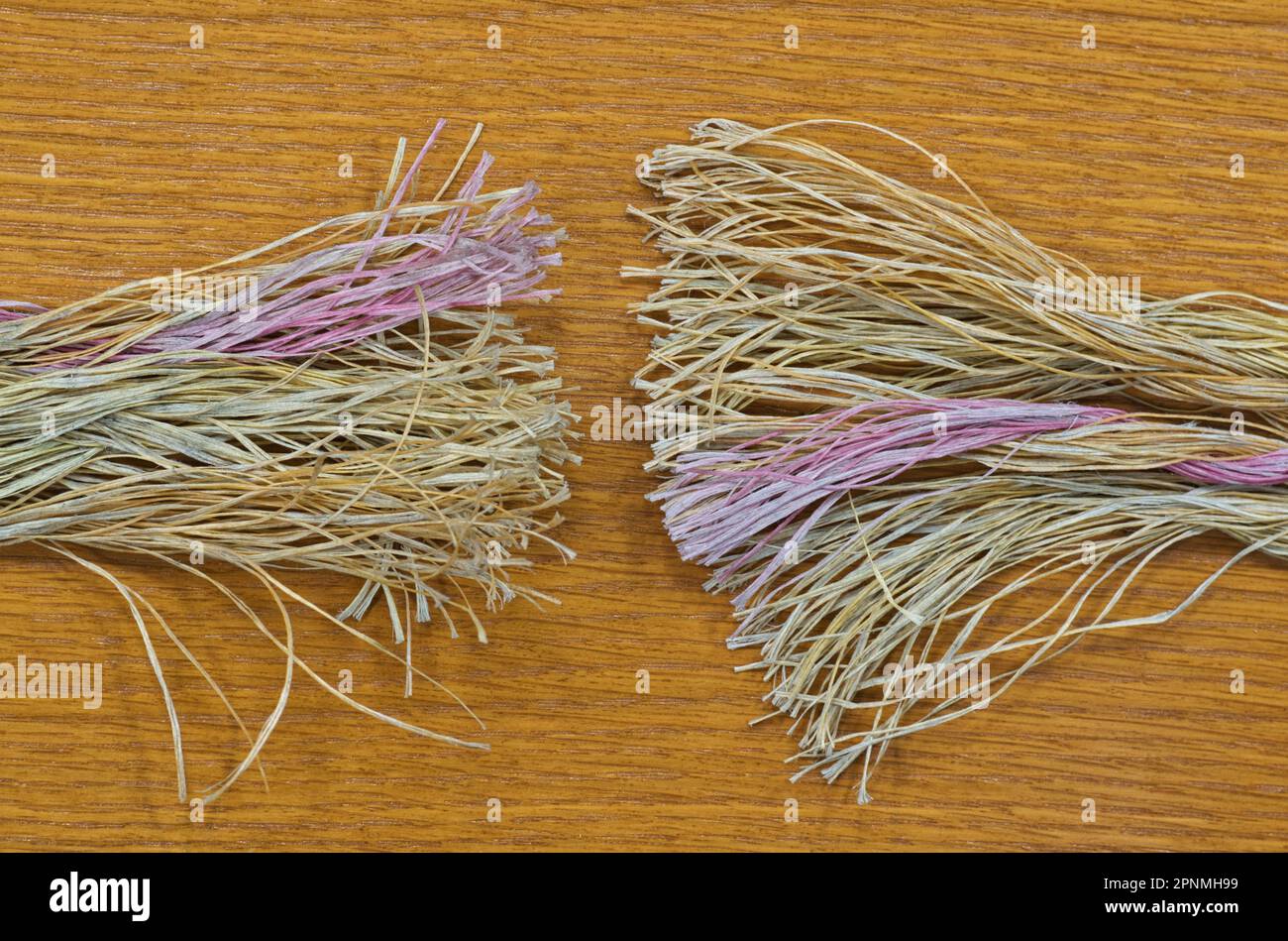 Two frayed rope ends, broken and severed in the middle on a plain ...
