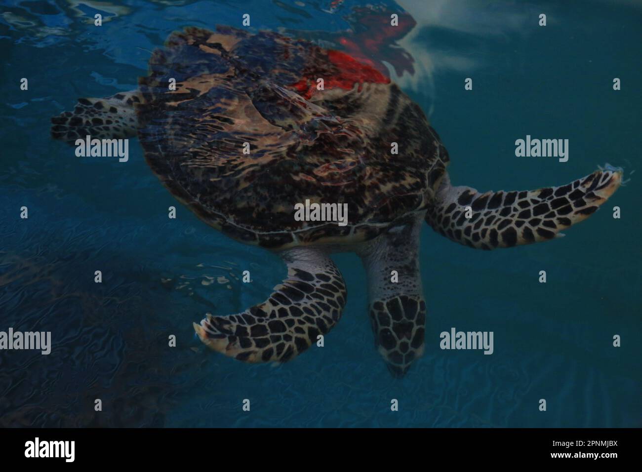 Turtle swimming in a water tank at turtle hatchery Stock Photo - Alamy