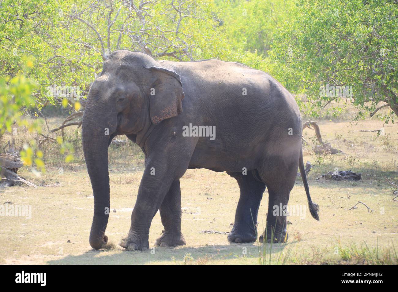 Wild elephant in Yala National park, Sri Lanka Stock Photo - Alamy