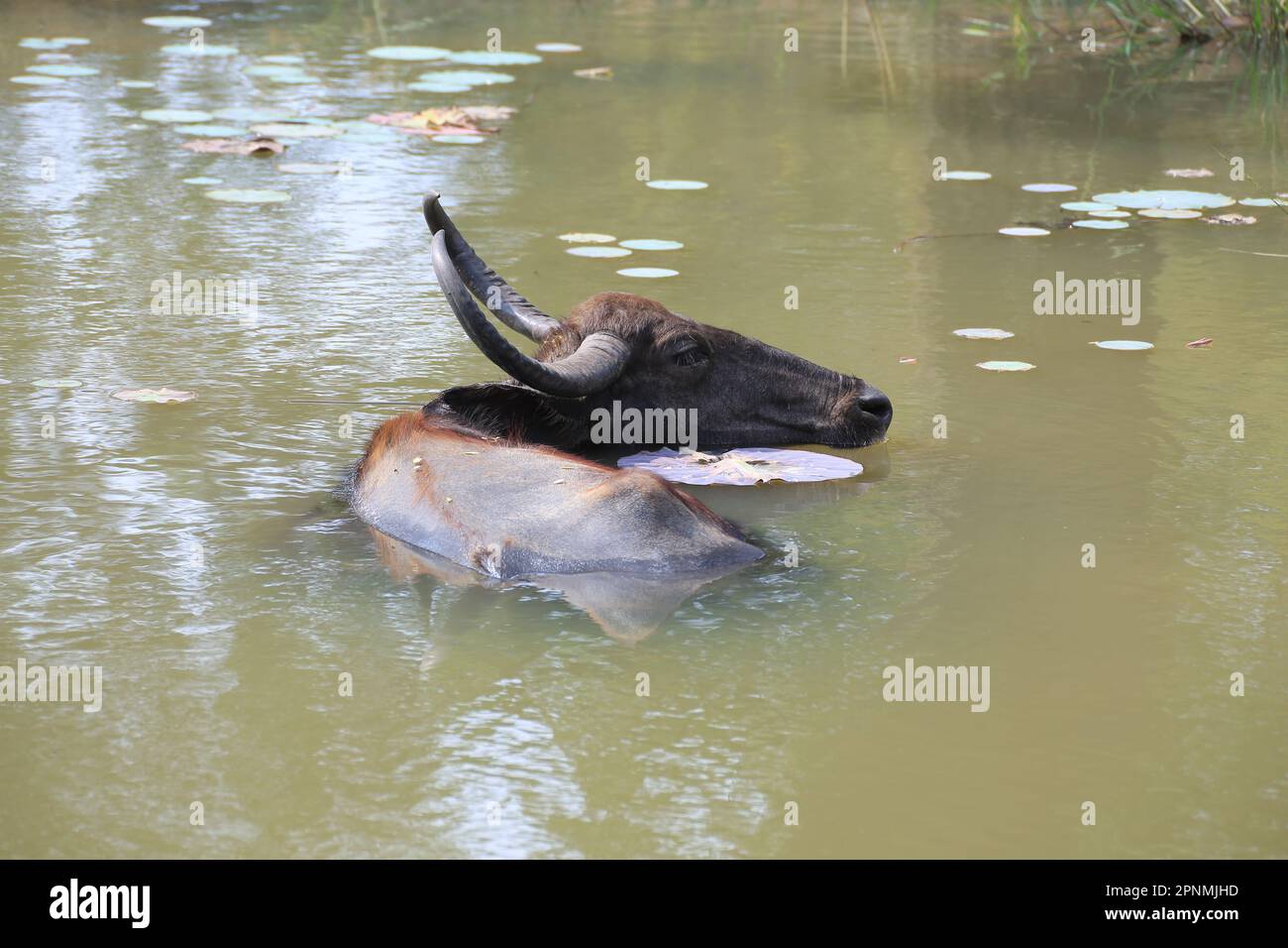 water buffalo in the water Stock Photo - Alamy