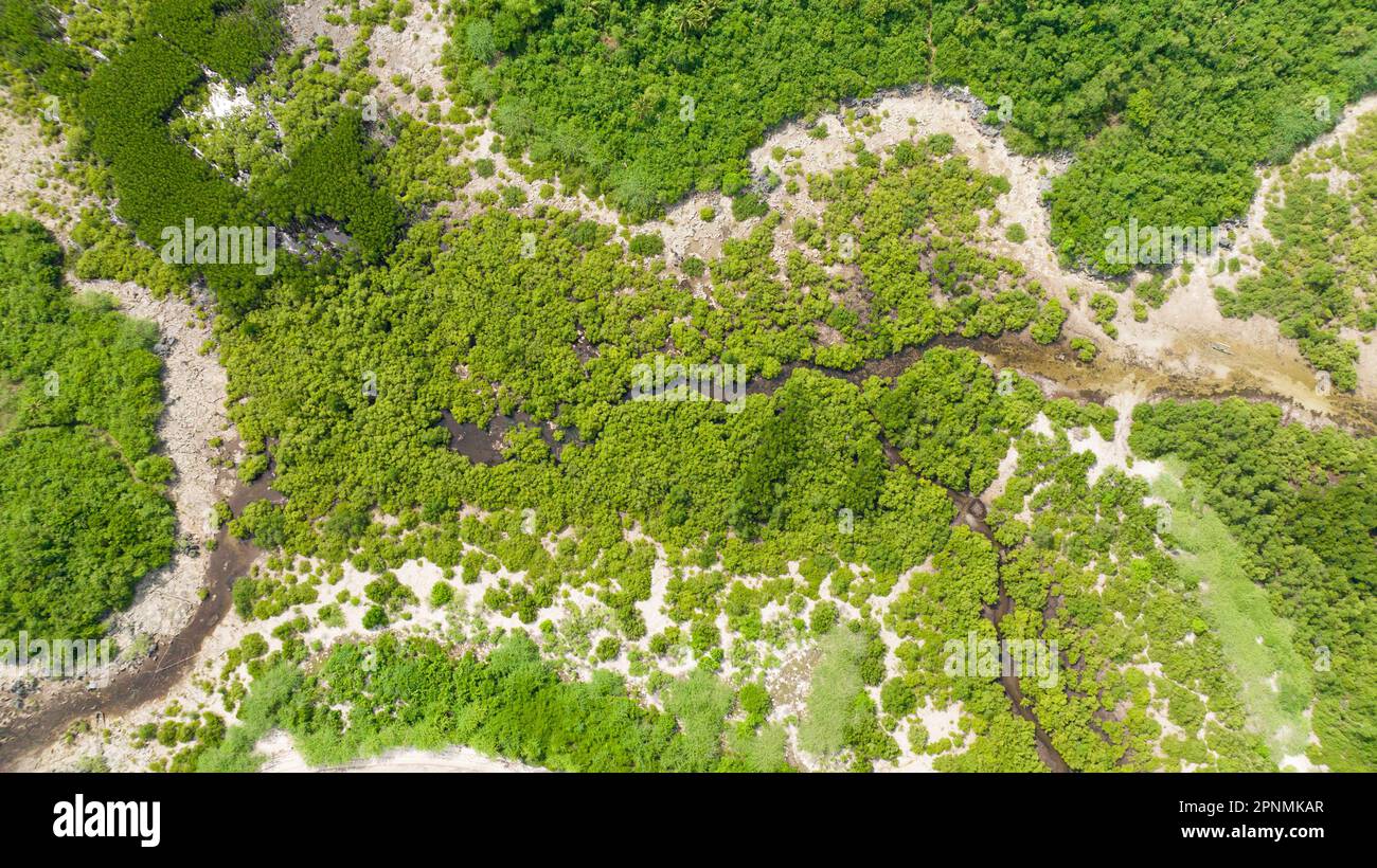 Aerial drone of coastline with green mangroves and forest. Mangrove ...