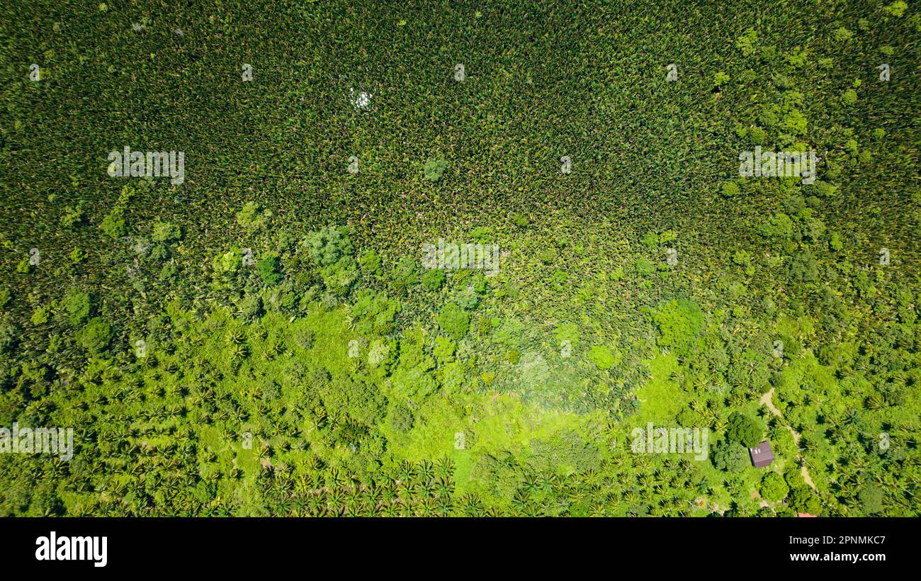 Jungle and mangroves in wetlands. Menumbok forest reserve. Borneo ...
