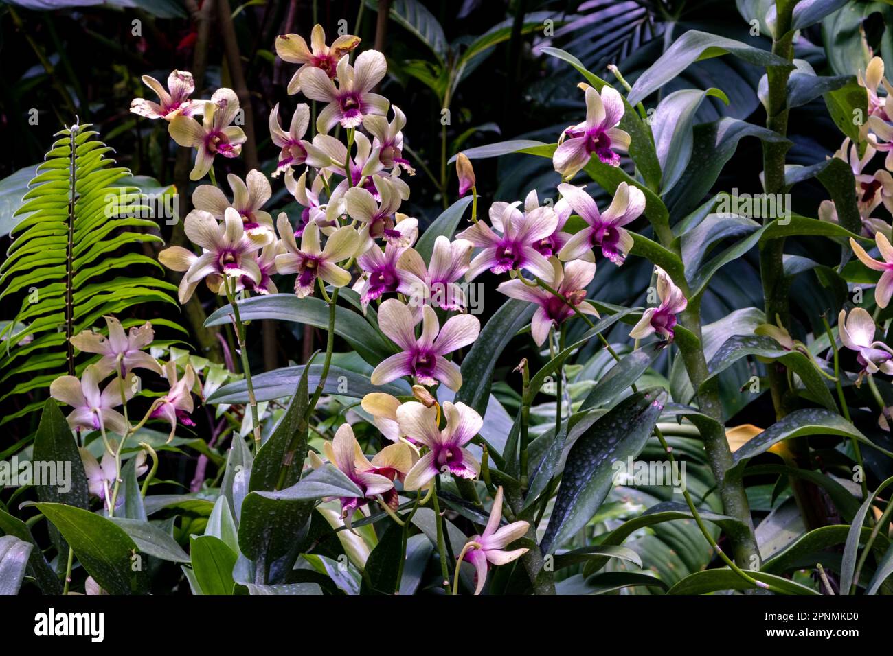 Colorful orchid blooms in an Asian tropical garden Stock Photo - Alamy