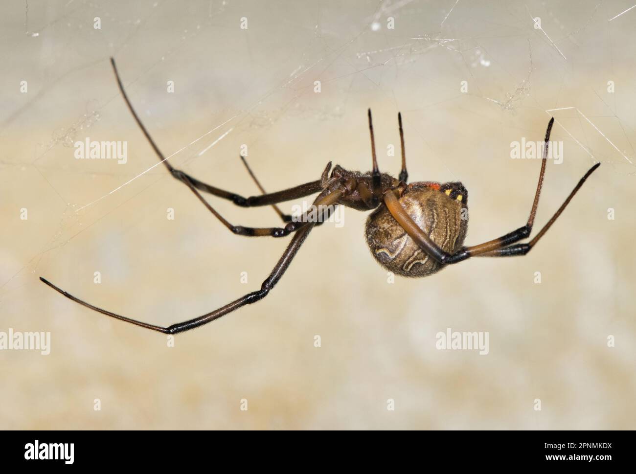 Brown Widow Spider (Latrodectus geometricus) in its web side view copy space. Nature pest ...