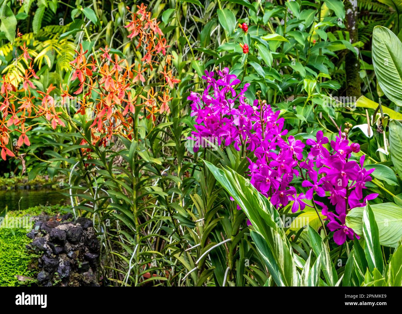 Colorful orchid blooms in an Asian tropical garden Stock Photo - Alamy