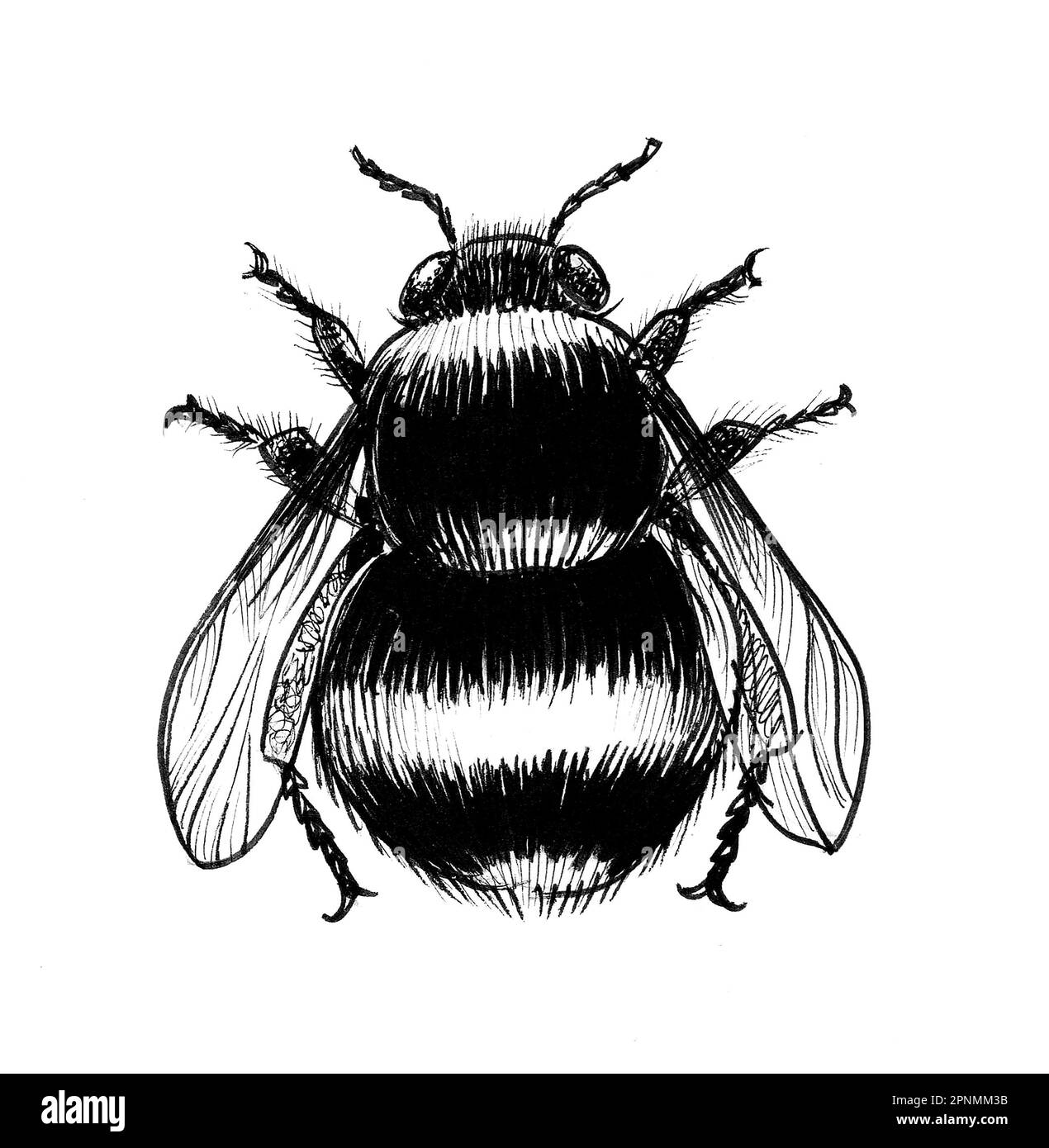 Bumblebee drawing hi-res stock photography and images - Alamy
