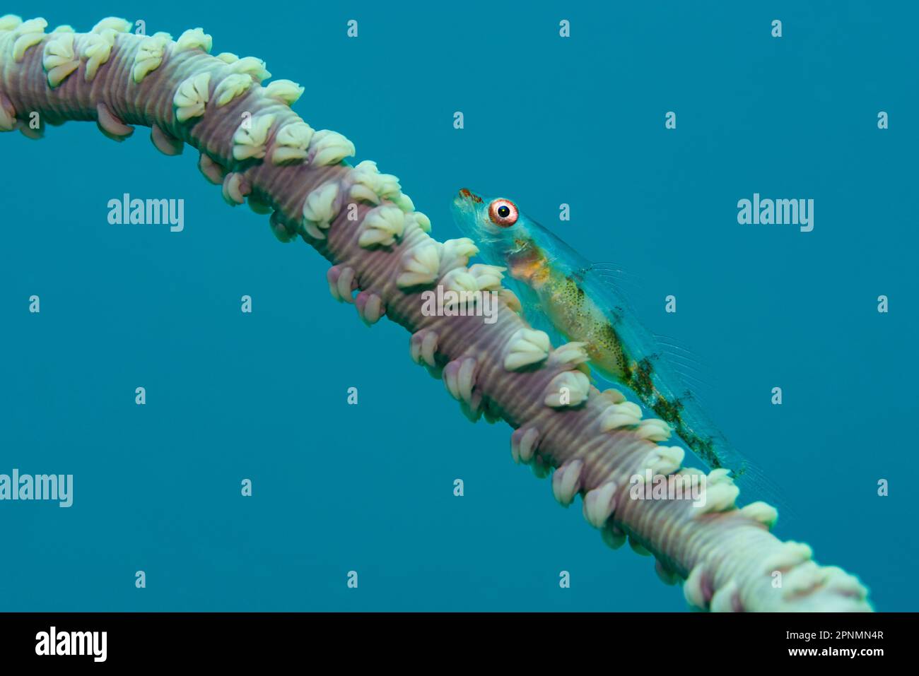 A semi transparent wire coral goby sitting on coral Stock Photo - Alamy