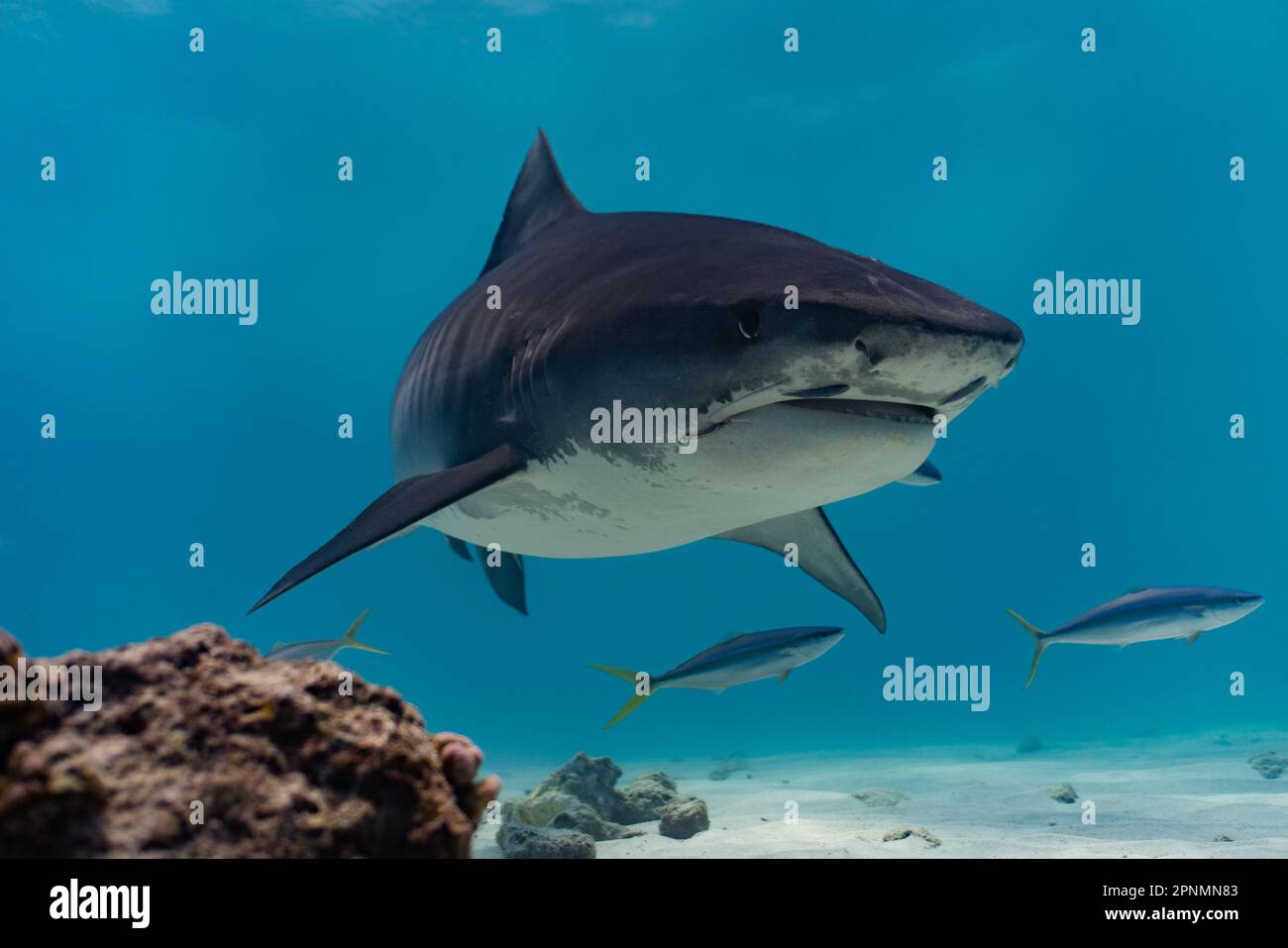A striped tiger shark roaming close to sandy bottom Stock Photo - Alamy
