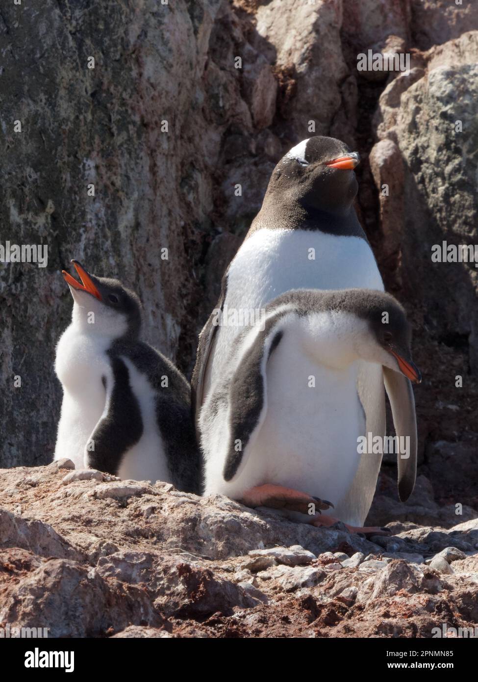 Things to do in antarctica hi-res stock photography and images - Alamy