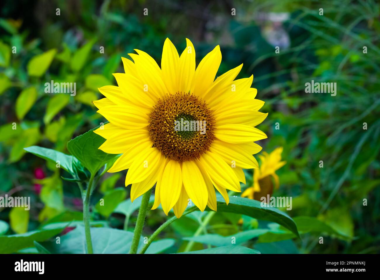 Sunflower isolate hi-res stock photography and images - Alamy