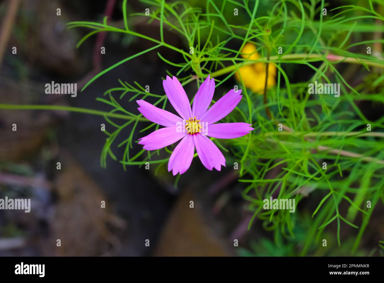 Hawaii flower collage hi-res stock photography and images - Alamy