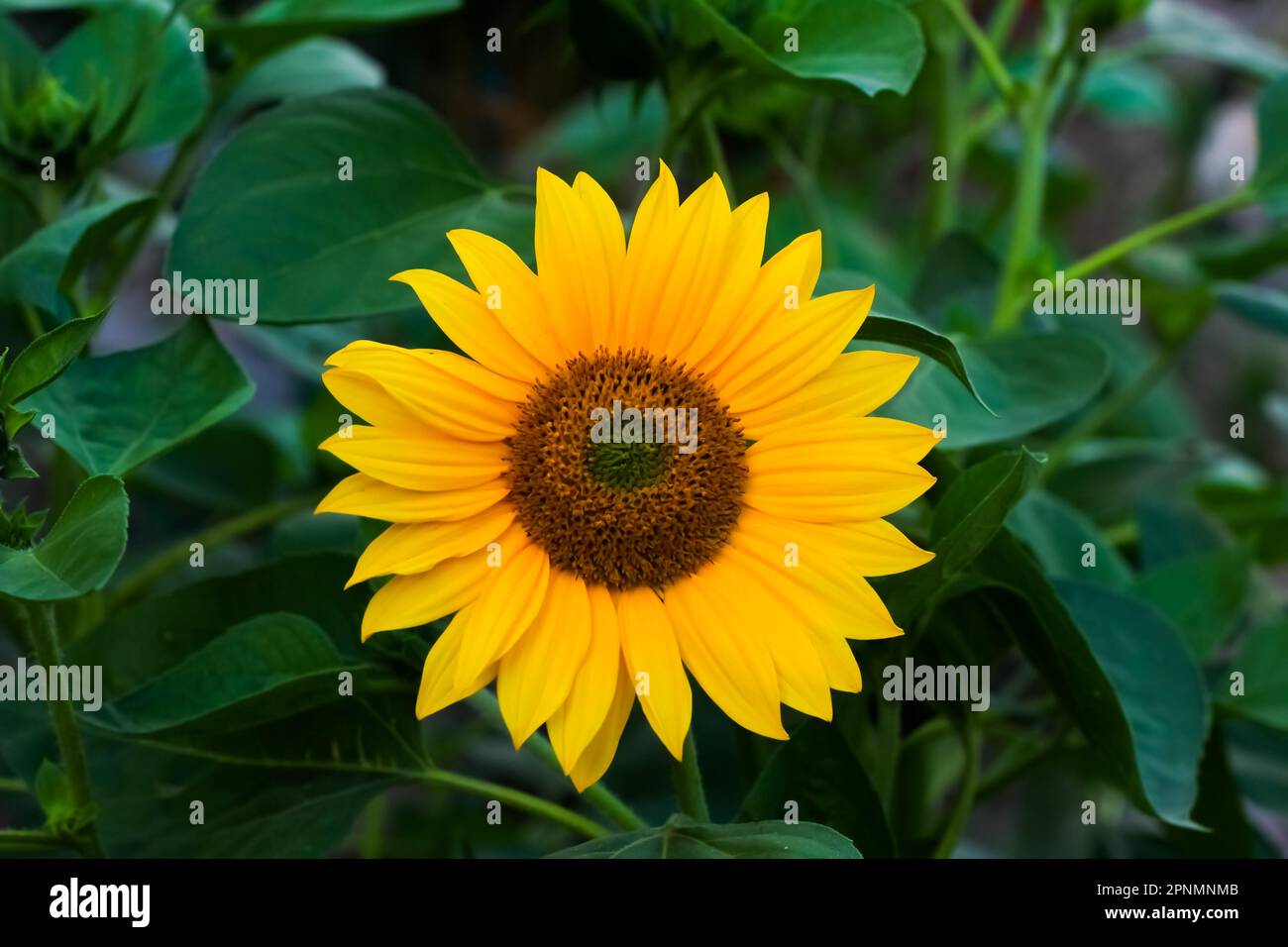 Sunflower in the warm sunlight Stock Photo - Alamy