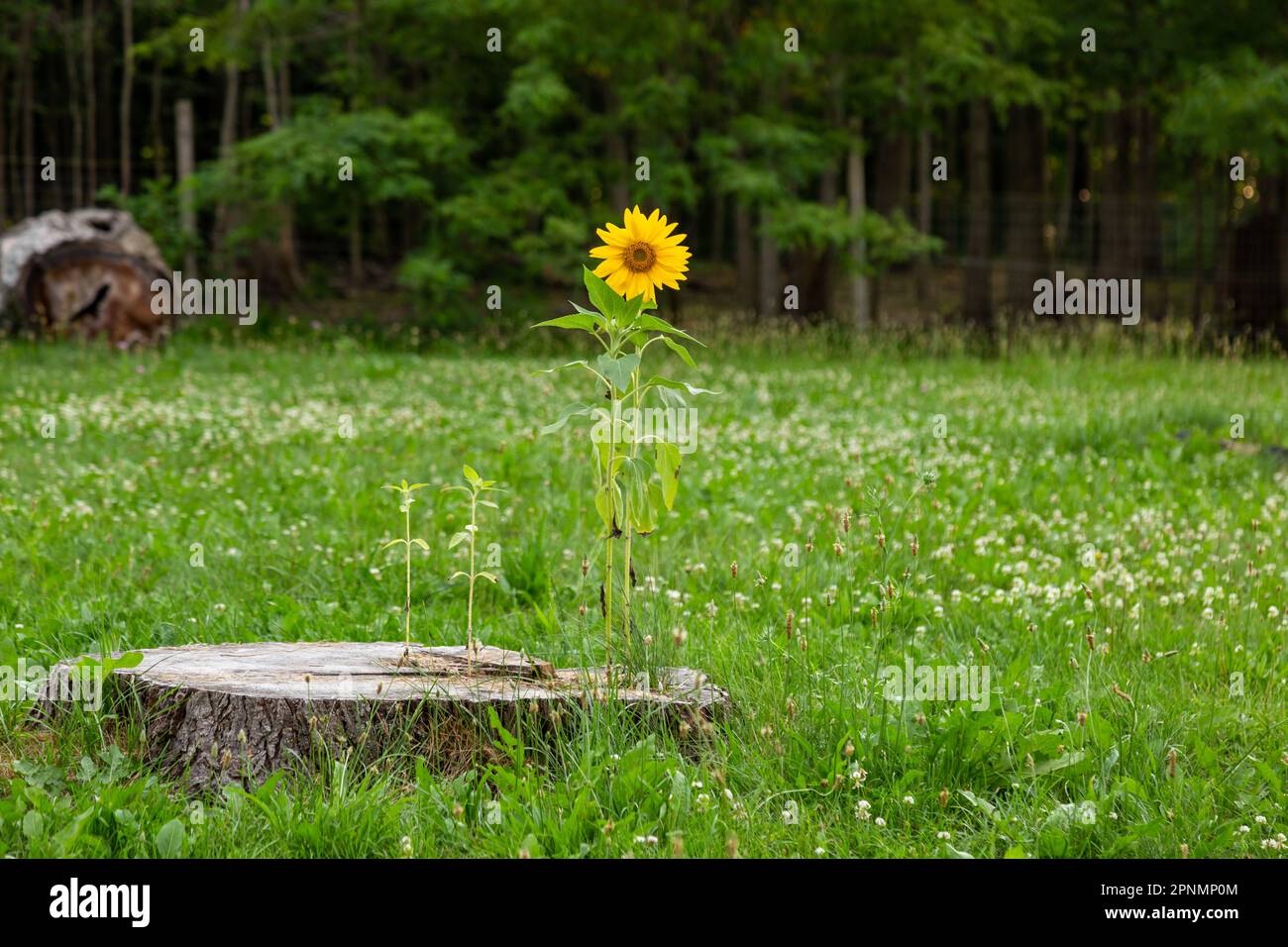A sunflower grows from a tree stump in a field of clover in Northeast ...