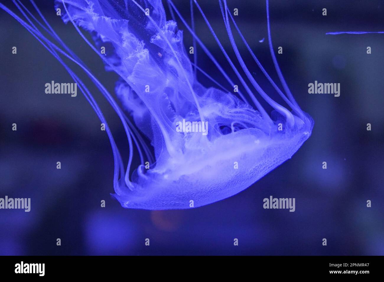 Sarasota, United States. 19th Apr, 2023. A moon jellyfish (Aurelia ...
