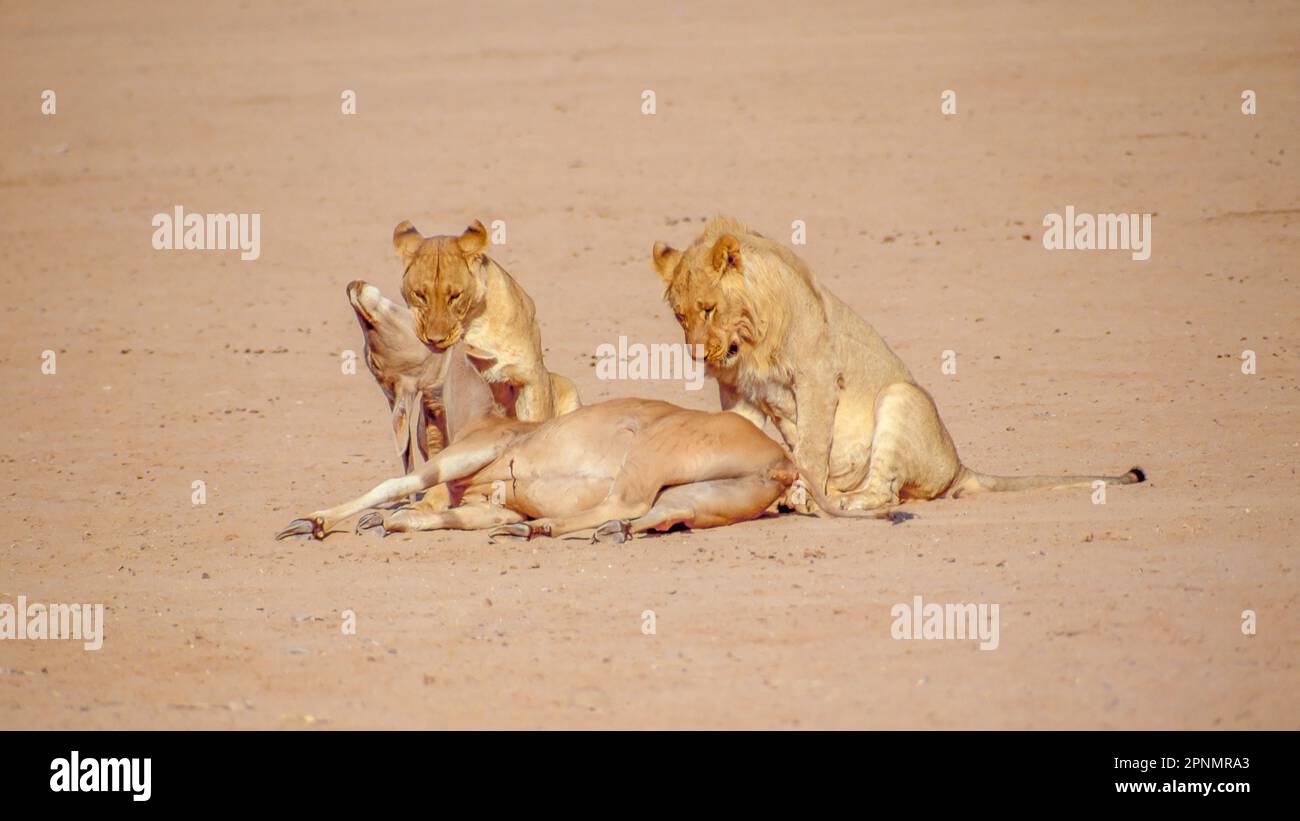 A pair of lions killing an eland in the Kgalagadi Transfrontier Park ...
