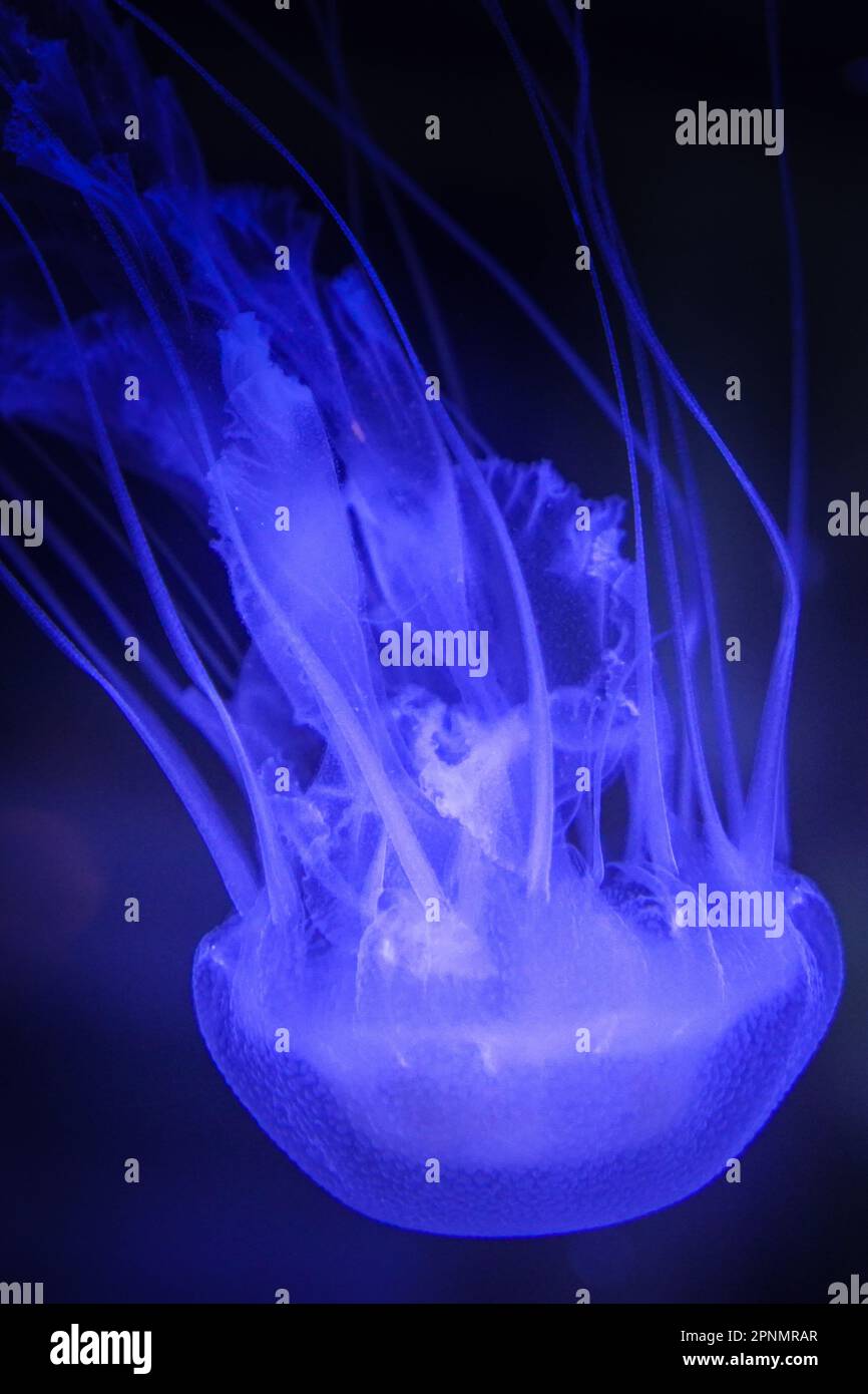 Sarasota, United States. 19th Apr, 2023. A moon jellyfish (Aurelia ...