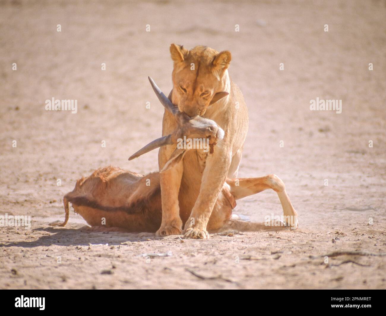 A lioness dragging a dead eland to the shade in the Kgalagadi ...