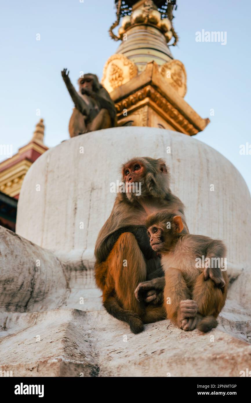 Two monkeys sit on the Stupa Swayambhu of the Monkey Temple in ...