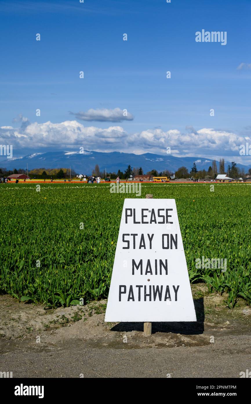 MOUNT VERNON, WA, USA – APRIL 14, 2023: RoozenGaarde Farm, Skagit ...