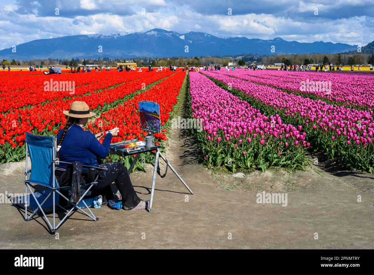 MOUNT VERNON, WA, USA – APRIL 14, 2023: RoozenGaarde Farm, Skagit ...
