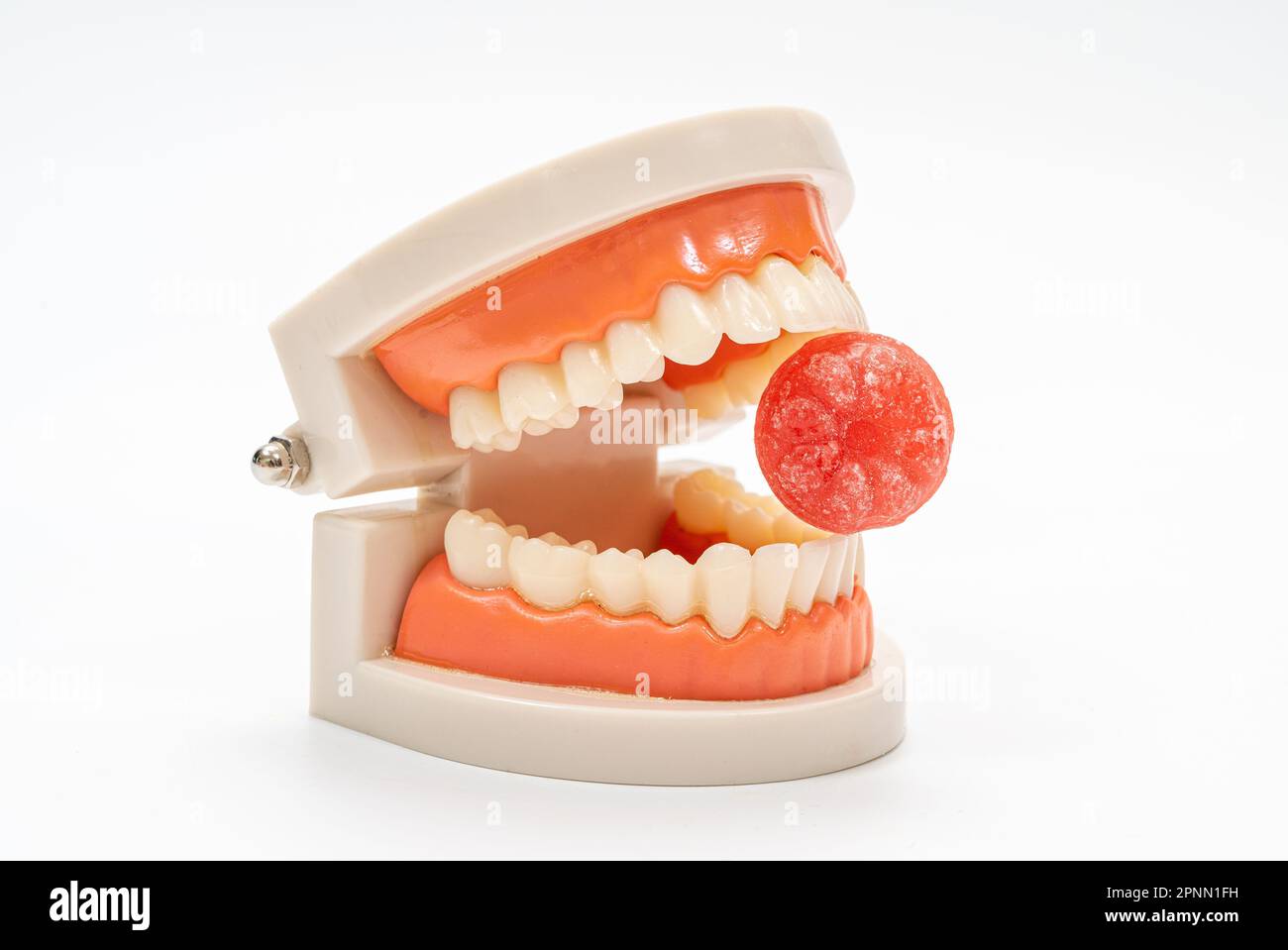 A tooth model biting a red candy on a white background Stock Photo - Alamy