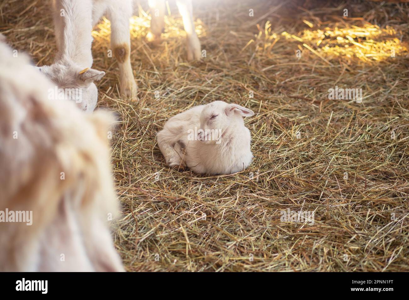 Baby goat on farm photo hi-res stock photography and images - Alamy
