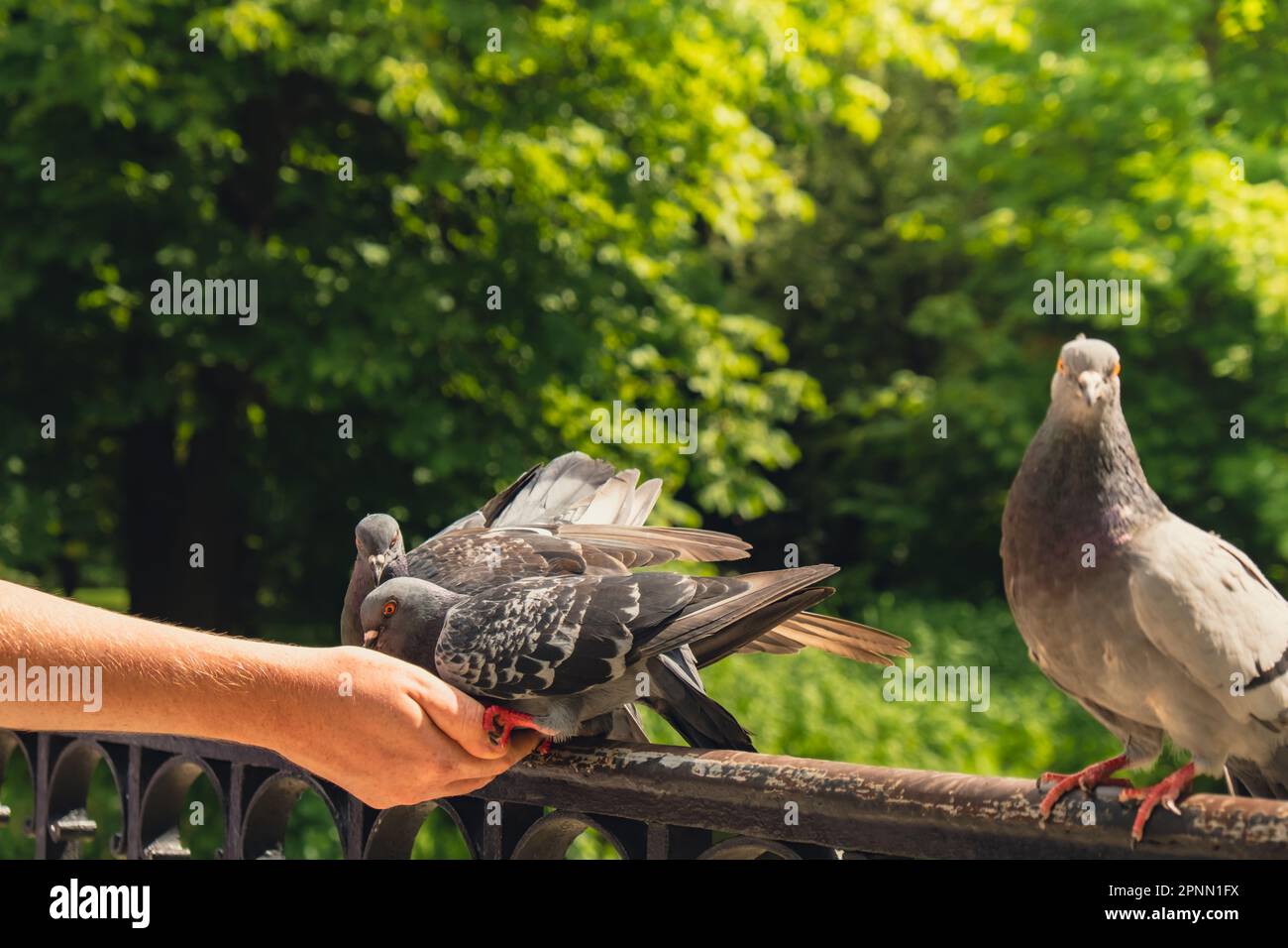 Hand Raising Doves