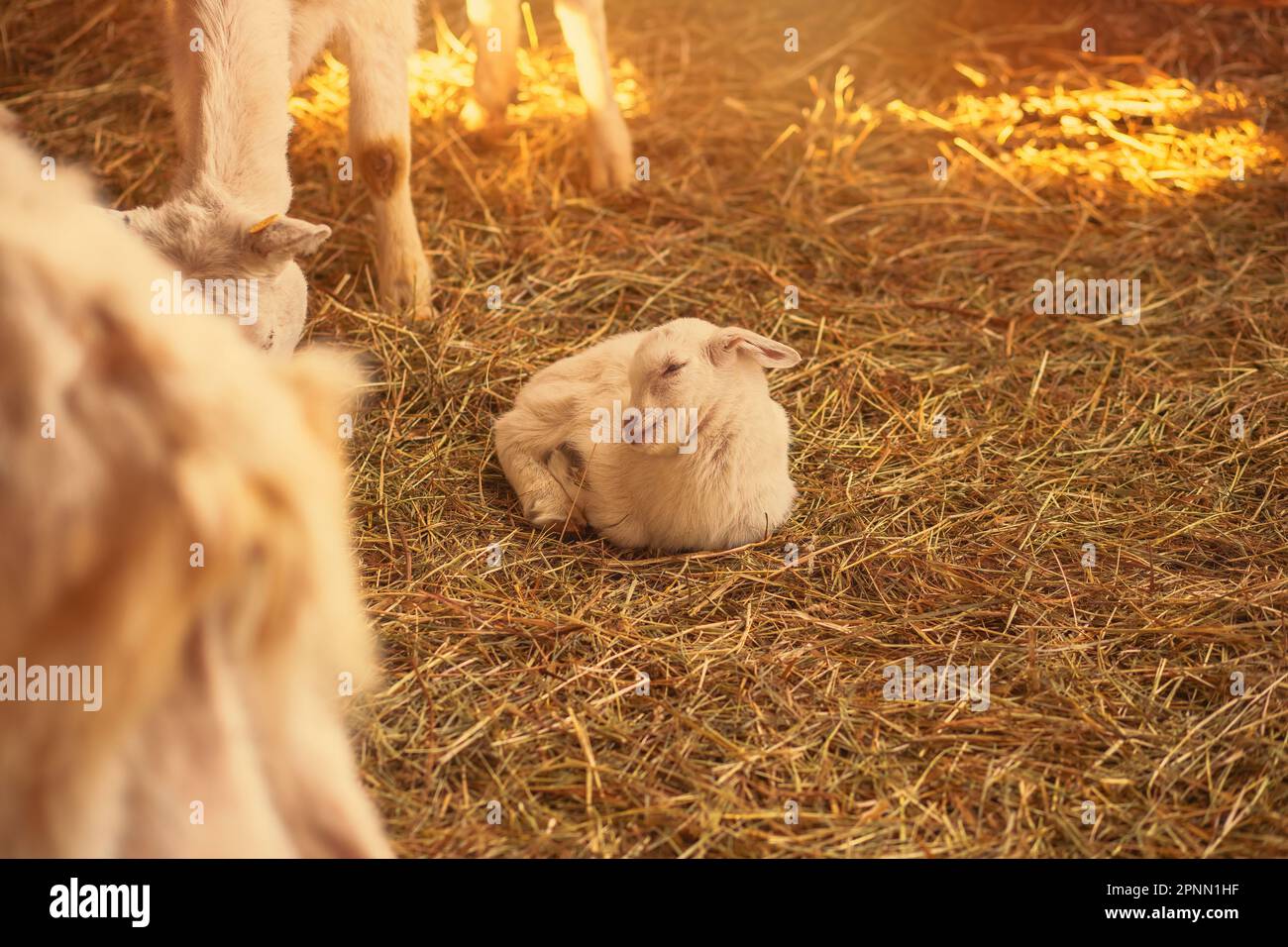 Baby goat on farm photo hi-res stock photography and images - Alamy