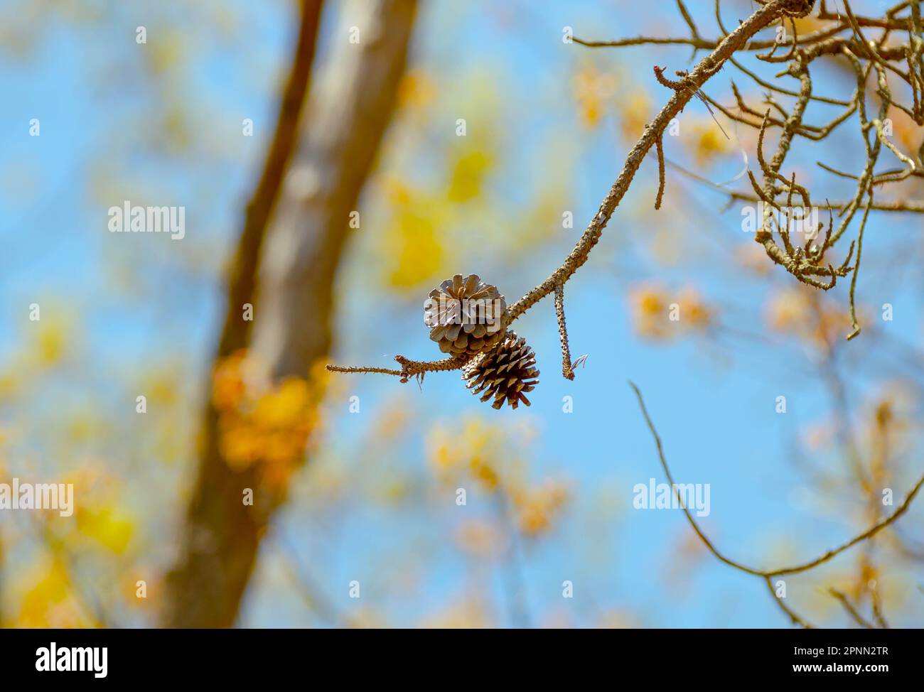 Two open pine cones hanging on a tree branch Stock Photo - Alamy