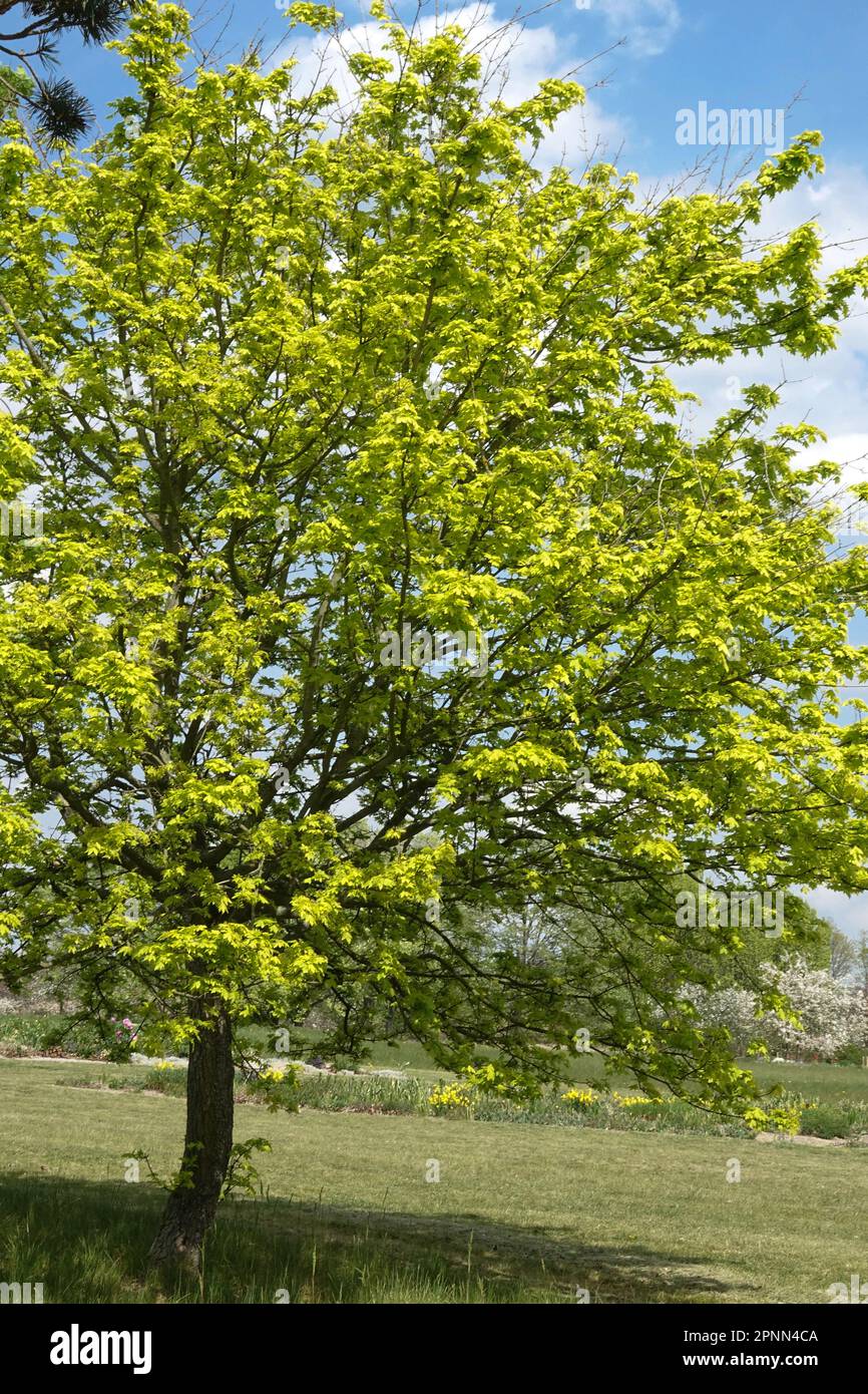 Yellow Maple Tree, Acer campestre "Postelense Stock Photo - Alamy