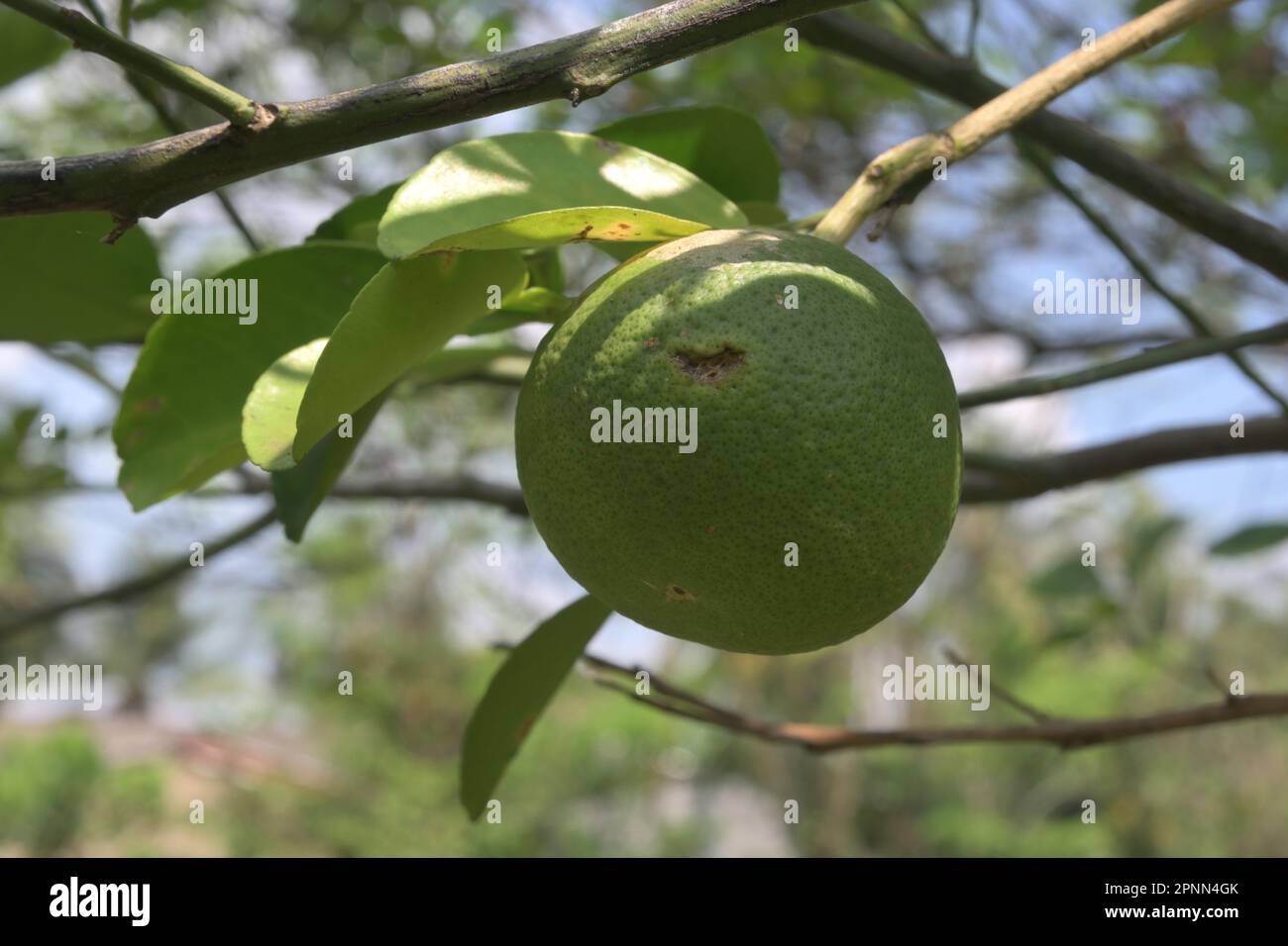 Close up of a damaged green Citrus fruit view, the fruit hangs in a ...