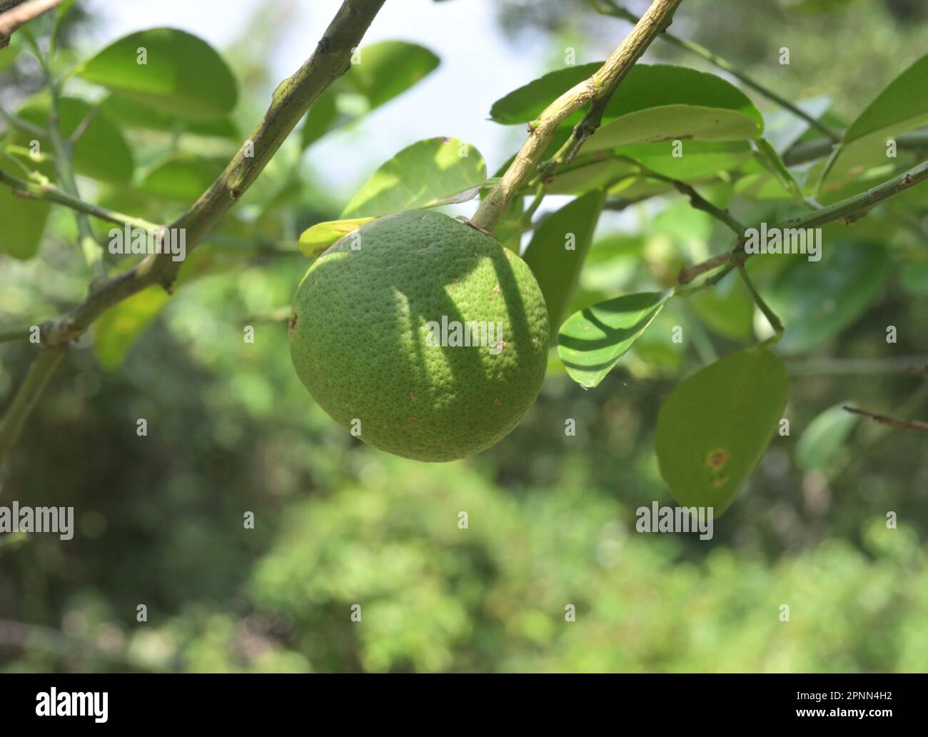 Side view of a growing green Citrus fruit is on a twig of a Citrus ...