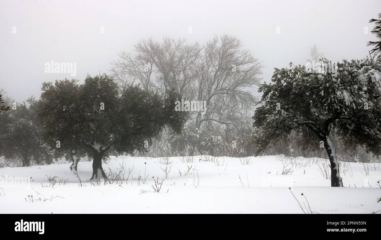 snow and foggy weather in the forest Stock Photo - Alamy