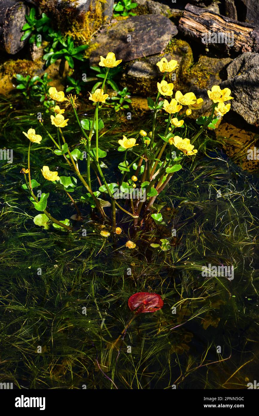 Pond marsh marigolds hi-res stock photography and images - Alamy