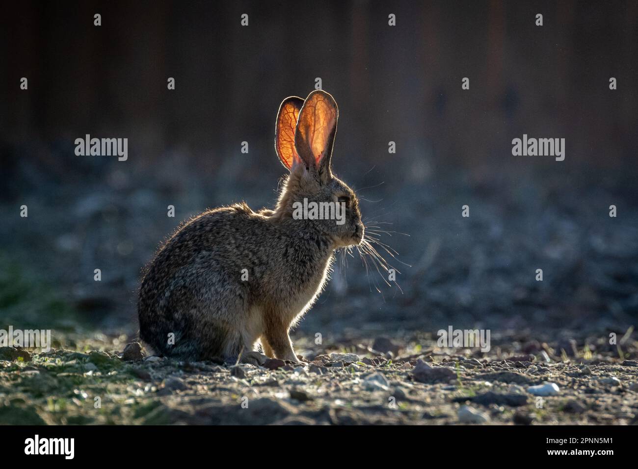 The setting sun illuminates the ears of a desert cottontail (Sylvilagus ...