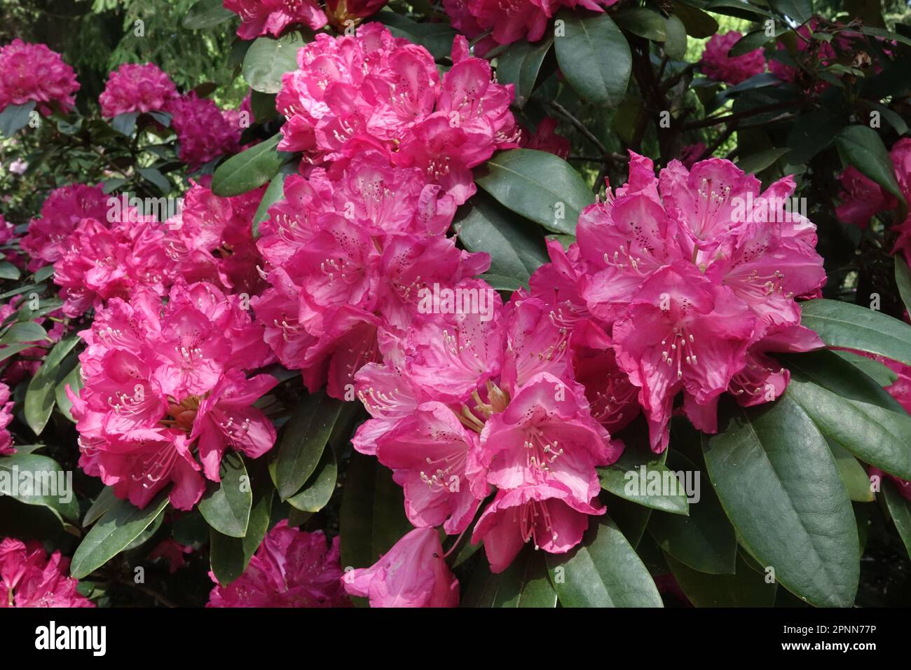 Flowering Rhododendron "Pelopidas", Rose Colour, Bloom Stock Photo - Alamy