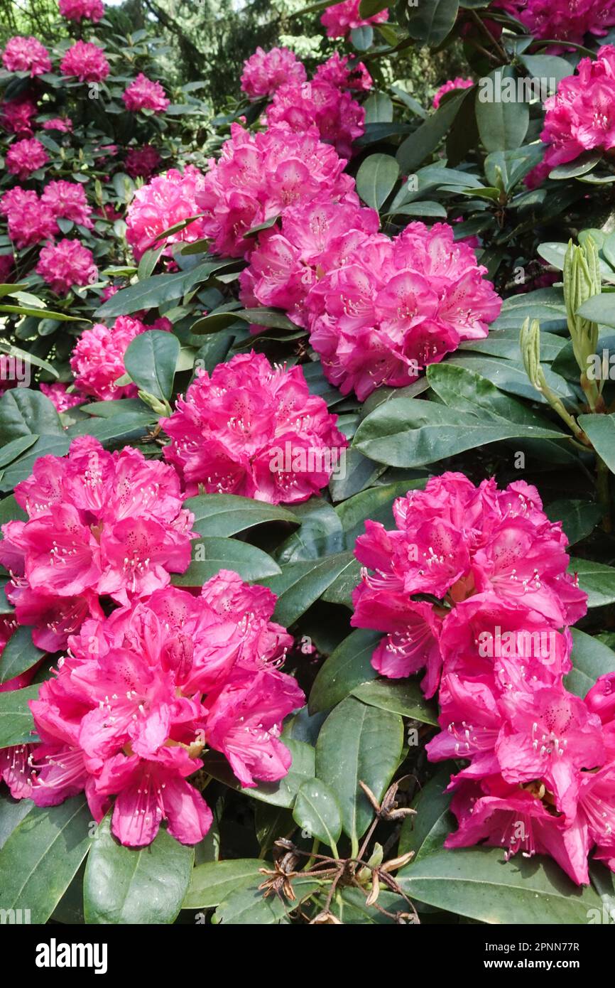 Flowering Rhododendron "Pelopidas", Rose Colour, Bloom Stock Photo - Alamy