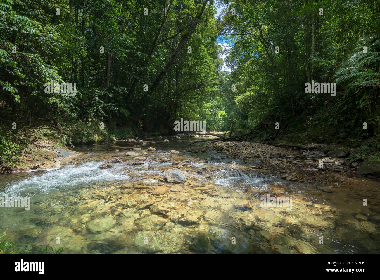 River Rapids along the Matura River in Trinidad Stock Photo - Alamy