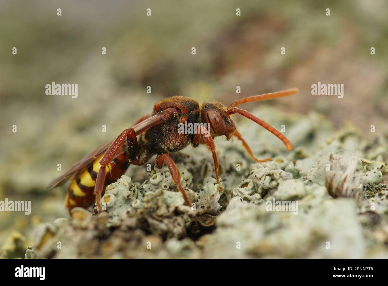 Close-up on a colorful red female of the flavous nomad bee, Nomada ...