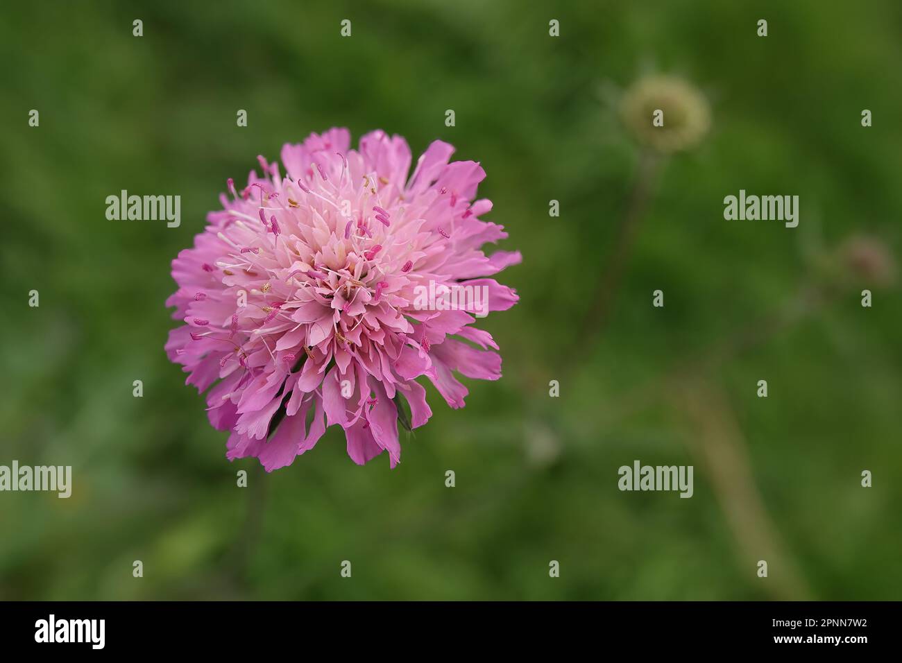 Macedonian flora hi-res stock photography and images - Alamy