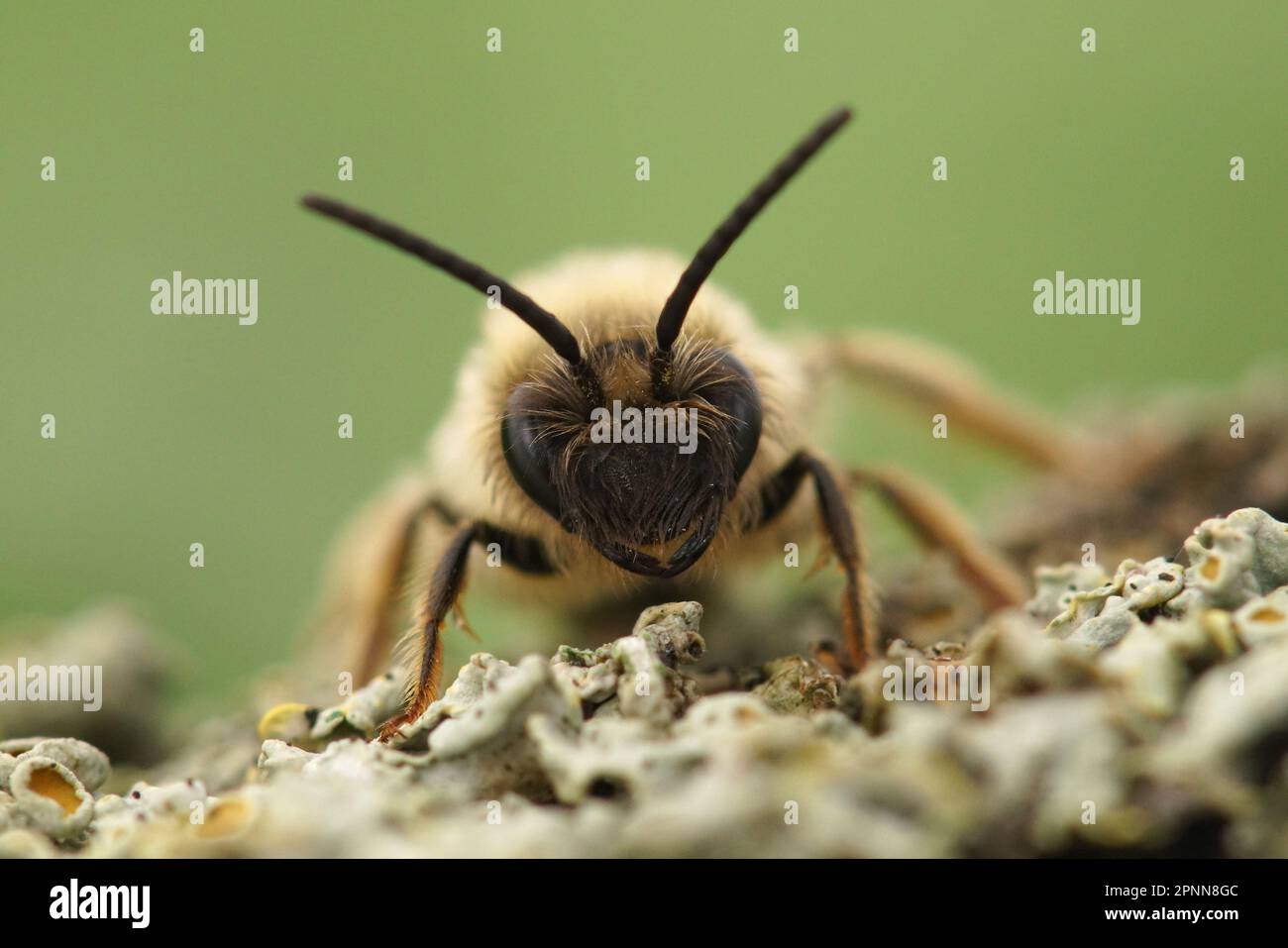 Facial close-up on a furry male of the Grey-gastered solitary mining ...