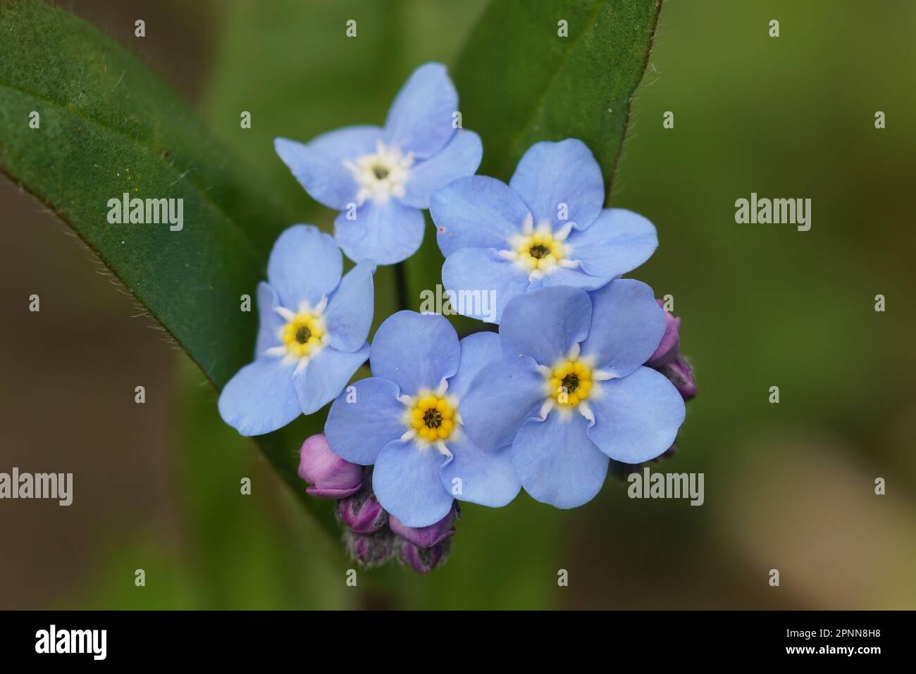 Closeup on the light blue flowers of the wood forget-me-not wildflower ...