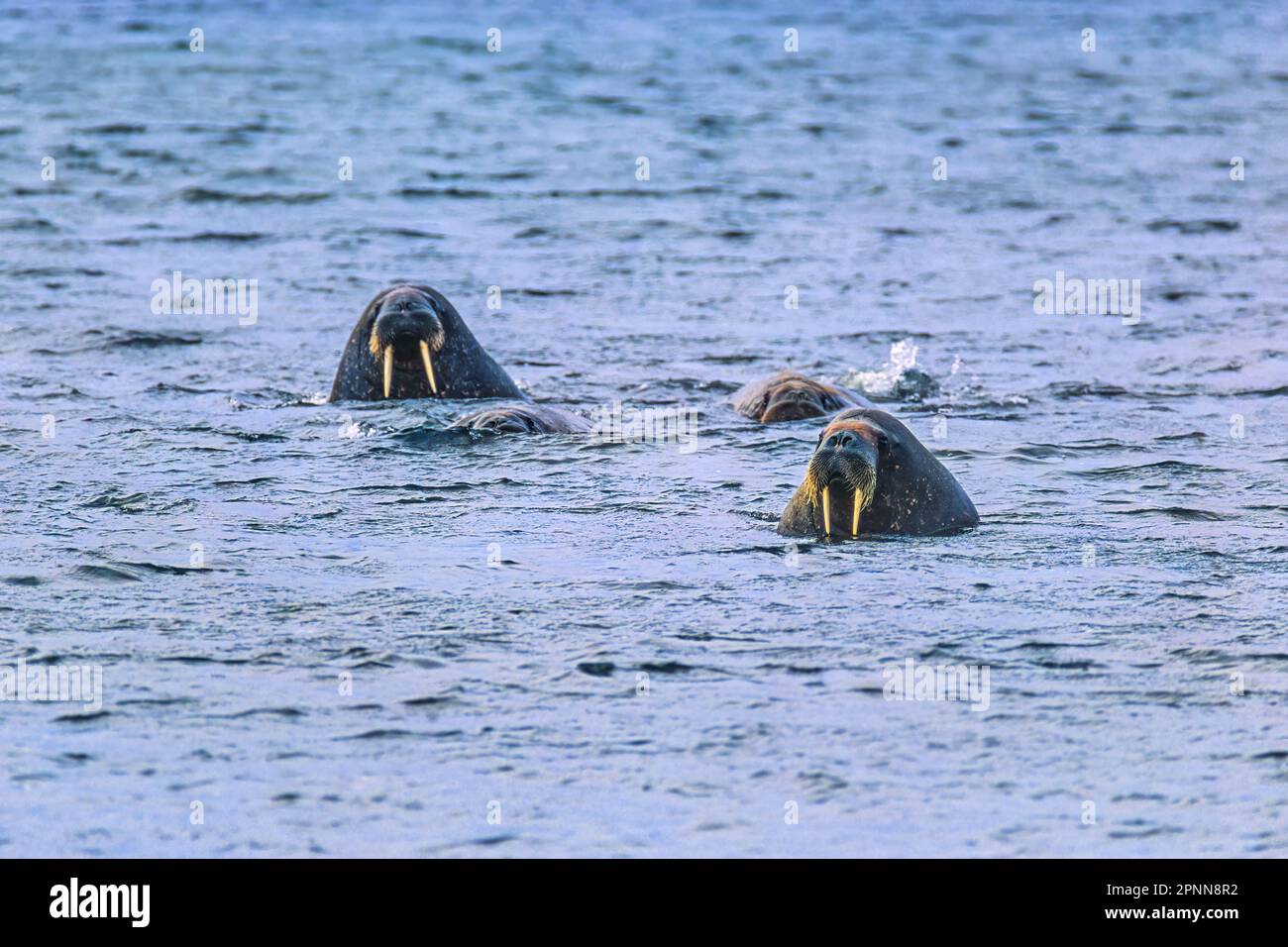 Walruses looking up from the sea Stock Photo - Alamy