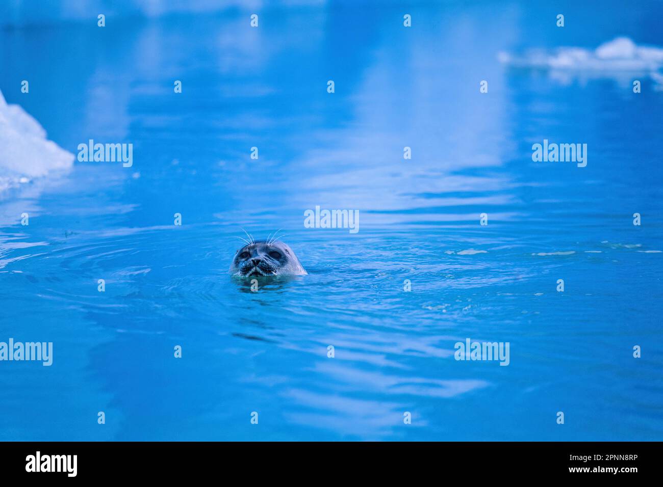 Seals swimming in arctic waters Stock Photo - Alamy
