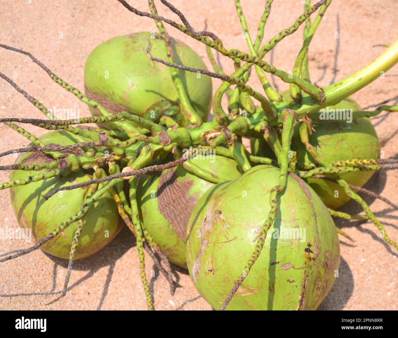 Nam hom coconuts hi-res stock photography and images - Alamy