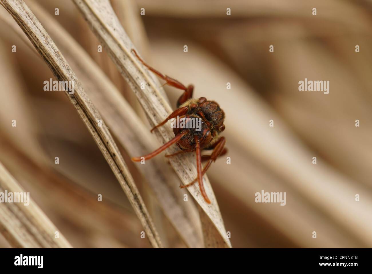 Facial close-up on a colorful red female of the flavous nomad bee ...