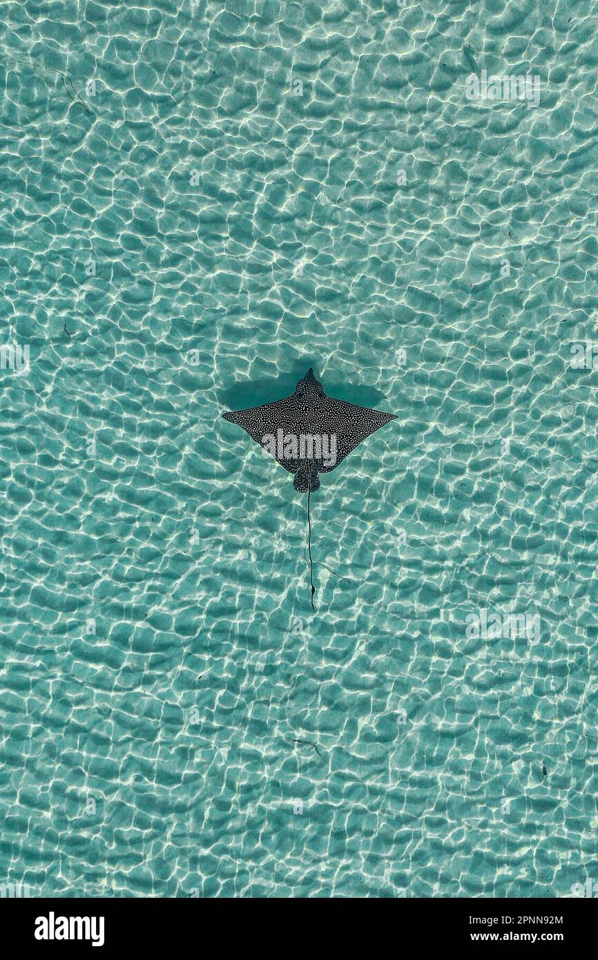An aerial view of a ray swimming in the crystal-clear sea in the ...