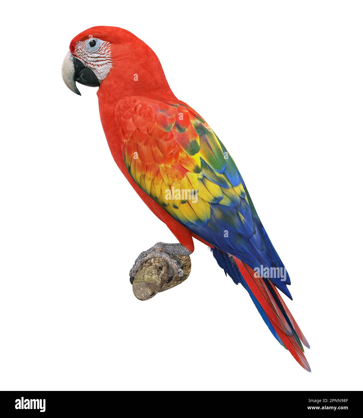Bird macaw Cut Out Stock Images & Pictures - Alamy