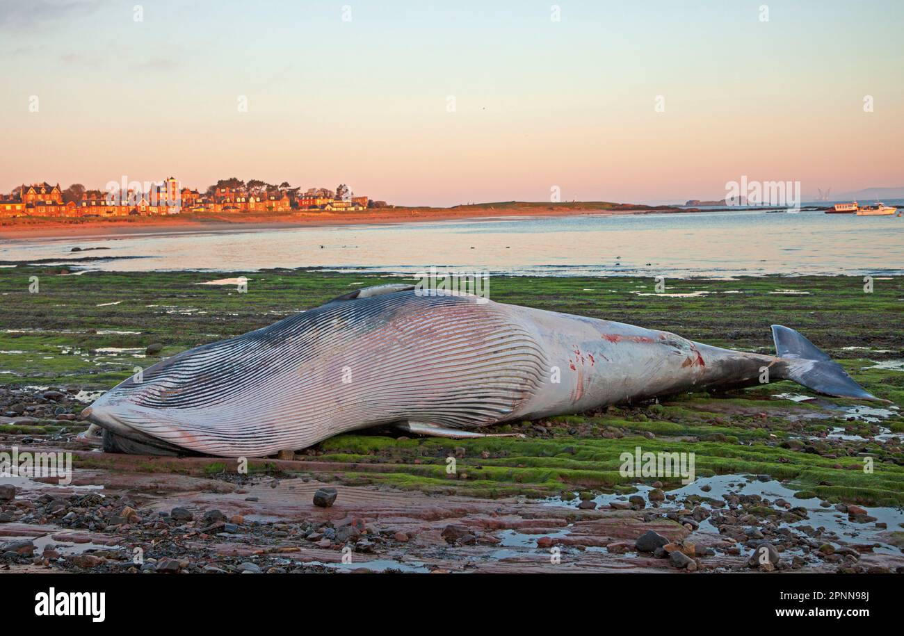 North Berwick, East Lothian, Scotland. UK. 20th April 2023. Dead Minke Whale washed ashore on ...
