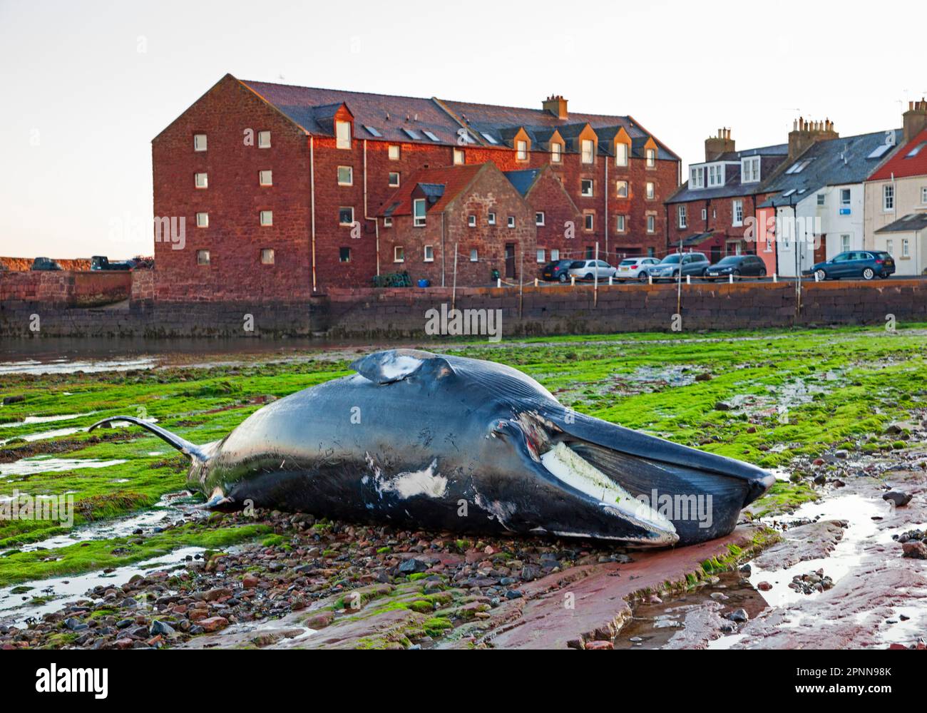 North Berwick, East Lothian, Scotland. UK. 20th April 2023. Dead Minke ...
